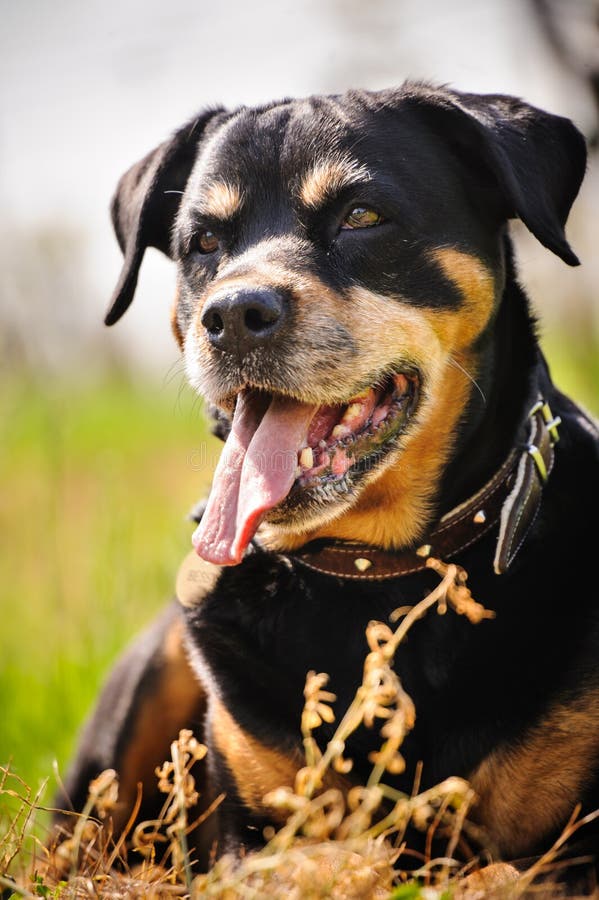 Rottweiler stock photo. Image of summer, grass, tree - 37159408