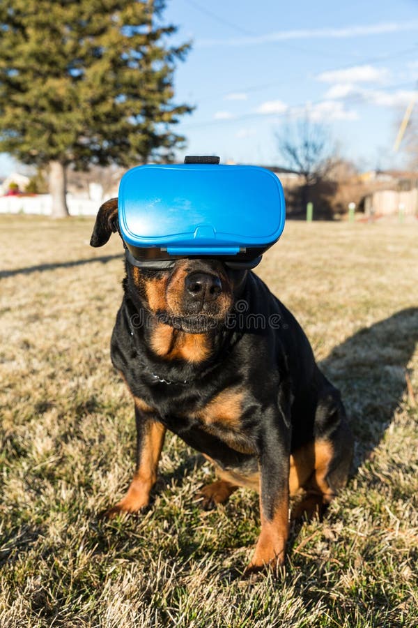 Rottweiler Dog Using a Virtual Reality Headset at a Park Stock Image ...