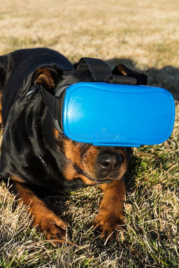 Rottweiler Dog Using a Virtual Reality Headset at a Park Stock Image ...