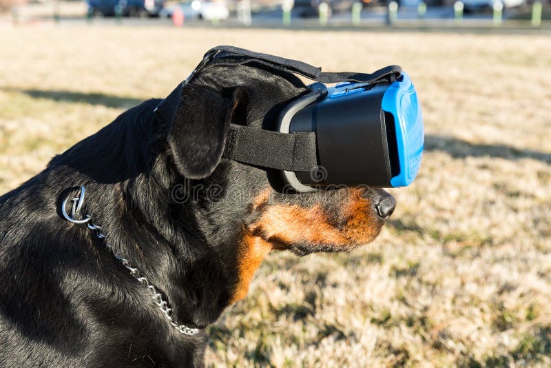 Rottweiler Dog Using a Virtual Reality Headset at a Park Stock Photo ...