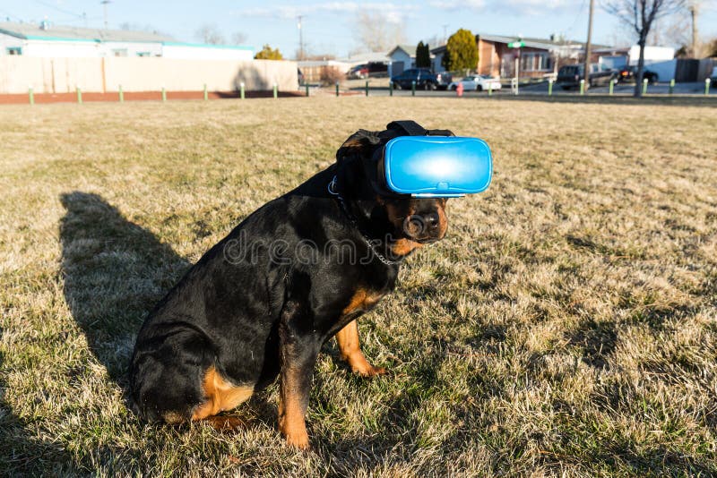 Rottweiler Dog Using a Virtual Reality Headset at a Park Stock Photo ...