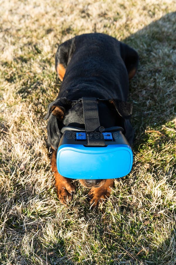 Rottweiler Dog Using a Virtual Reality Headset at a Park Stock Photo ...