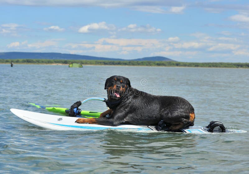 Rottweiler Encendido Windsurf Imagen de archivo - Imagen de mascota ...