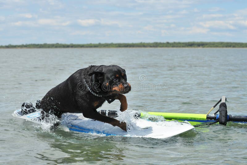 Rottweiler et windsurf photo stock. Image du crabot, animal - 15983202