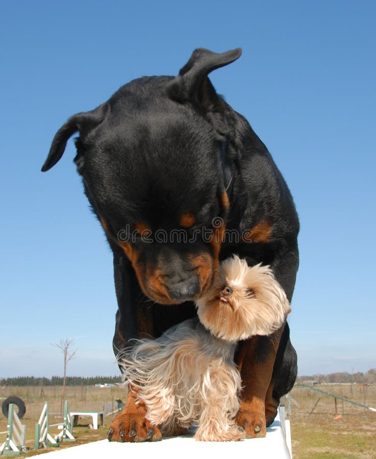 Rottweiler Et Yorkshire Terrier Stock Photo - Image of rottweiler ...
