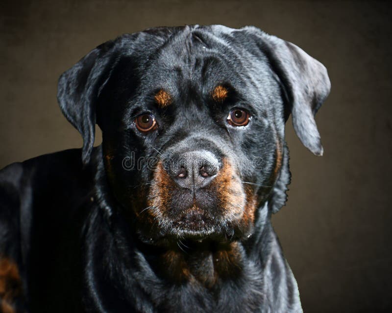 Rottweiler Face on in Studio with Brown Backdrop Stock Photo - Image of ...