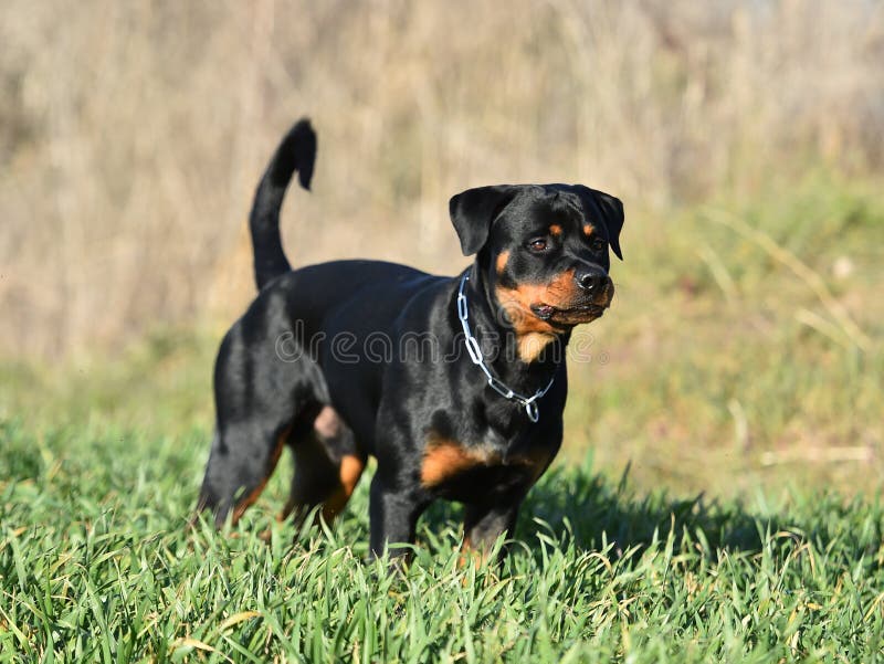 Ferocious Rottweiler Barking Stock Image - Image of security, black ...