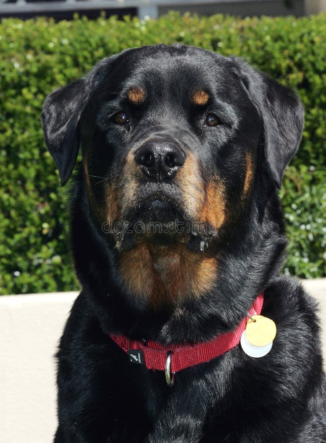 Rottweiler happy face stock photo. Image of misunderstood - 30823766