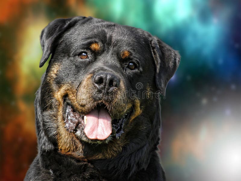Rottweiler - Head Portrait stock image. Image of mammal - 101378783