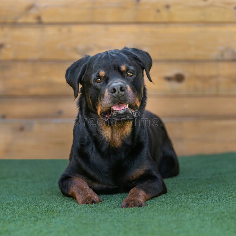 Rottweiler with a Head Tilt Portrait Stock Image - Image of breed ...