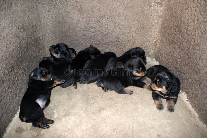 Rottweiler herd stock photo. Image of pets, canine, miniature - 27293718