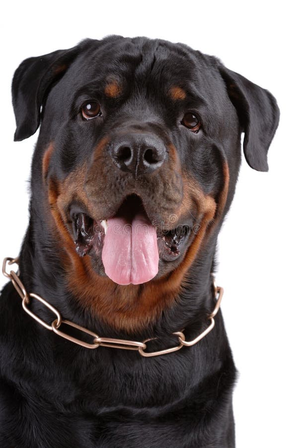 Rottweiler Hund stockbild. Bild von getrennt, haustier - 11346963