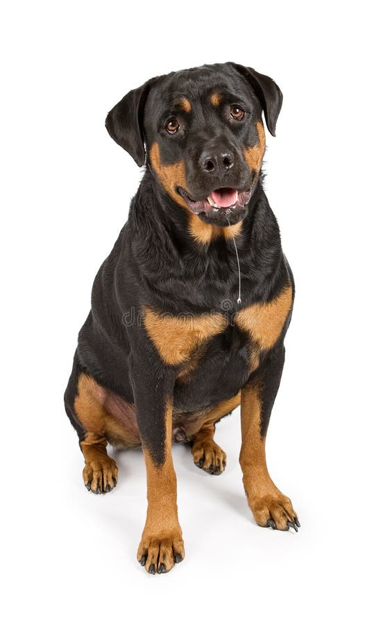 Rottweiler Hund mit Geifer stockbild. Bild von geifer - 15714847