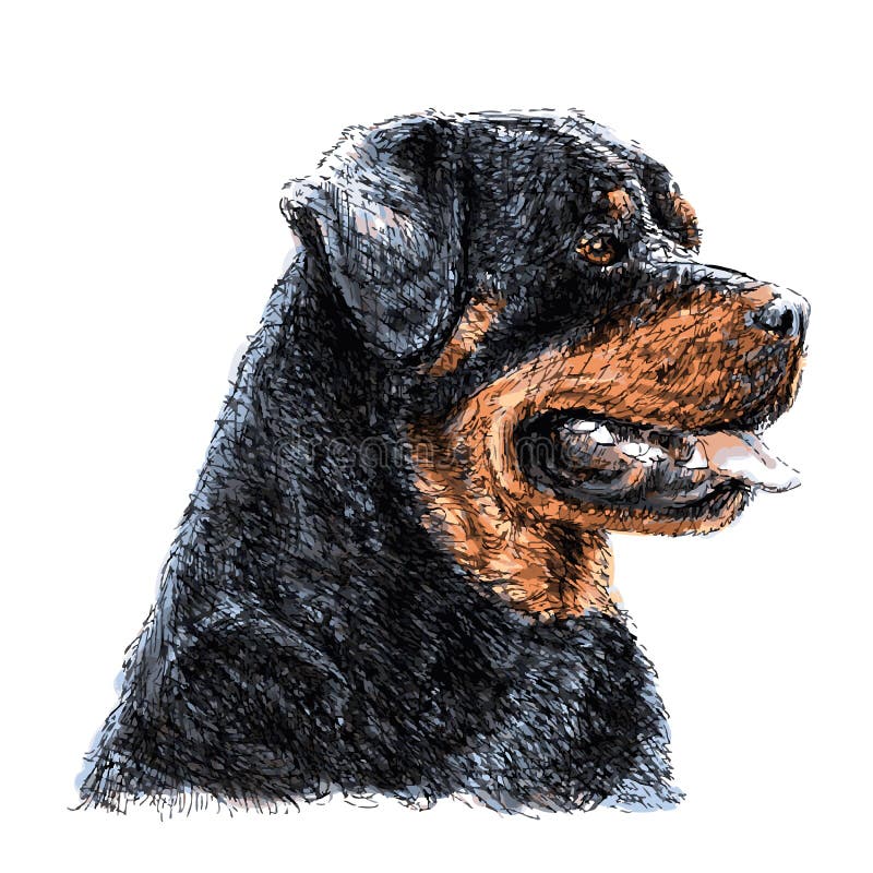 Rottweiler Stock Illustrations – 4,050 Rottweiler Stock Illustrations ...