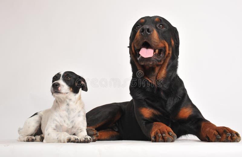Rottweiler and Jack Russel Terrier Stock Photo - Image of canine, cute ...