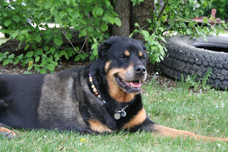 Rottweiler laying on grass stock image. Image of yard - 66672751