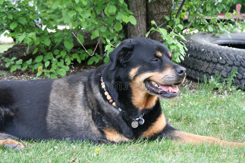 Rottweiler Dog Laying Down stock image. Image of obedience - 15714849
