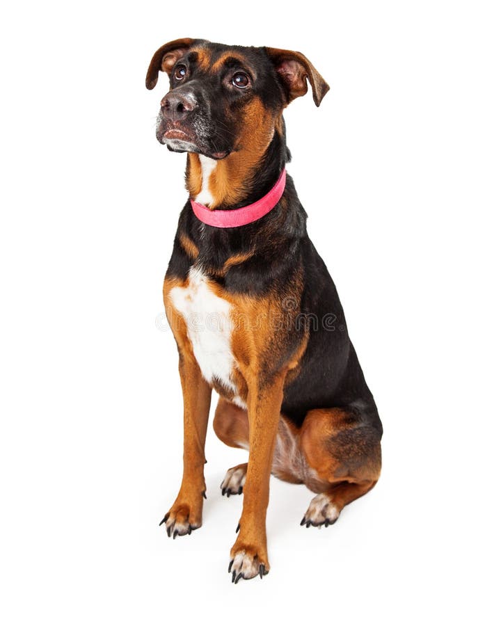 Rottweiler Mix Boxer