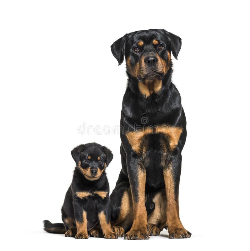 Rottweiler Puppies 7 Months