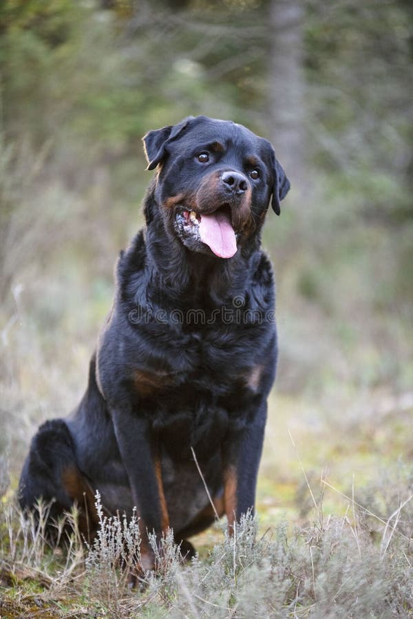 Rottweiler in nature stock photo. Image of rottweiler - 212660386