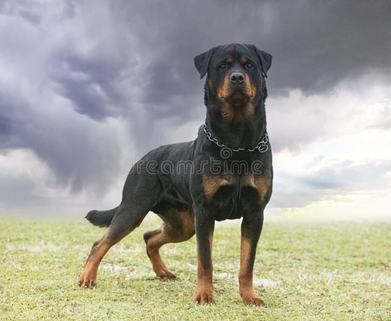 Rottweiler in nature stock image. Image of little, puppy - 270729531