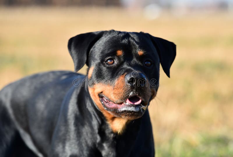 Foto Stock e immagini a tema Rottweiler Arrabbiato - Scarica 268 foto