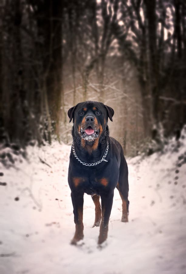 Rottweiler nella neve immagine stock. Immagine di neve - 12693093