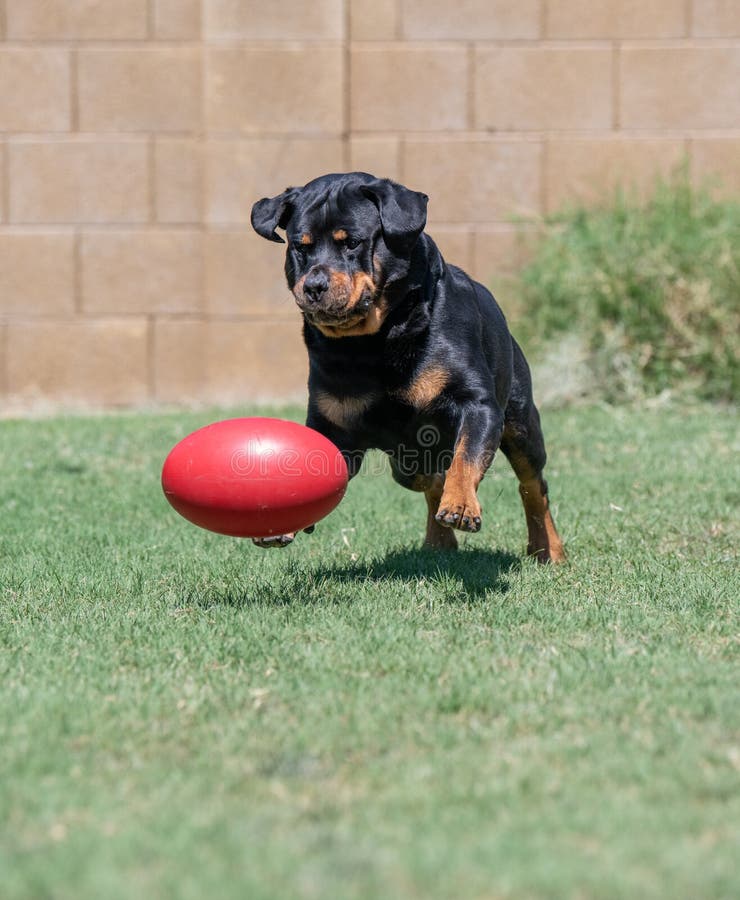 Playing rottweiler stock image. Image of alert, cute, sentinel - 1731561
