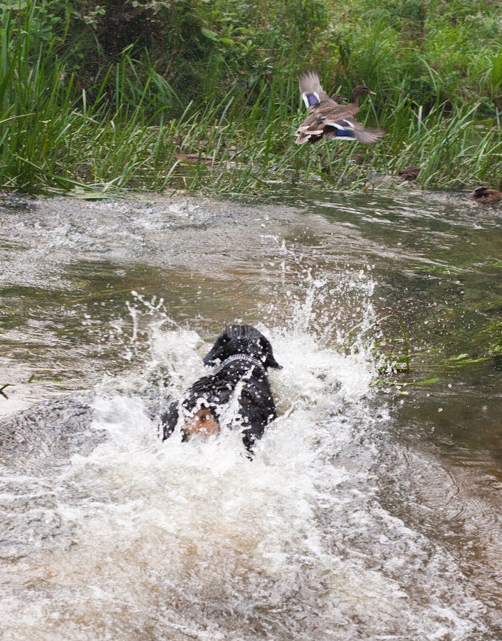 Rottweiler Playing in the Water Stock Photo - Image of saliva ...