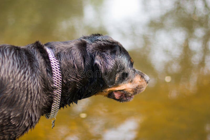 Rottweiler Playing in the Water Stock Photo - Image of water, happiness ...