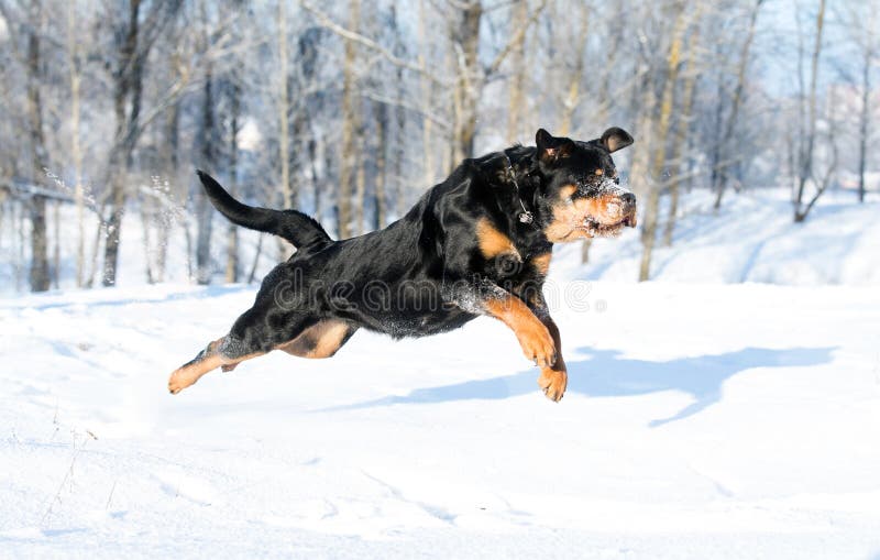 Rottweiler Plays in the Snow Stock Image - Image of pets, isolated ...