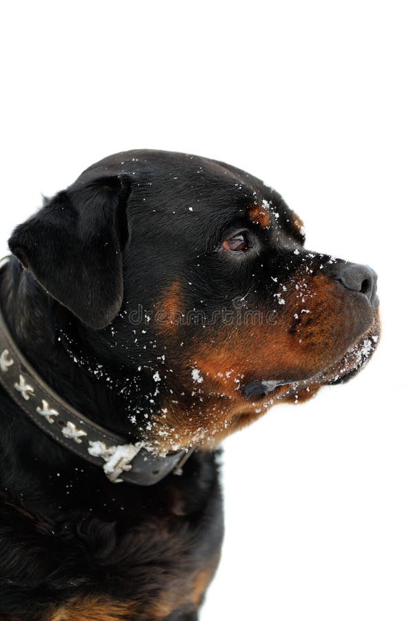Rottweiler portrait stock image. Image of nice, curious - 35278297