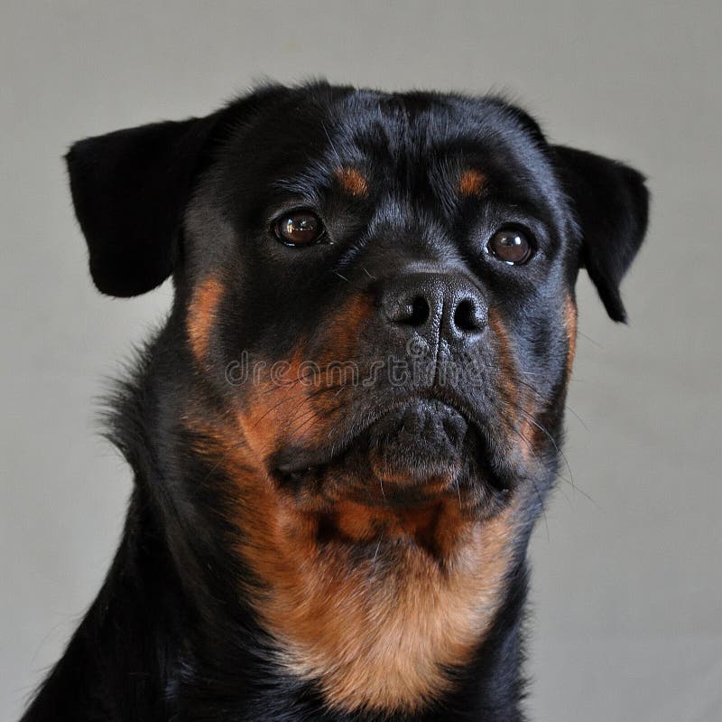 Rottweiler portrait stock image. Image of nice, curious - 35278297