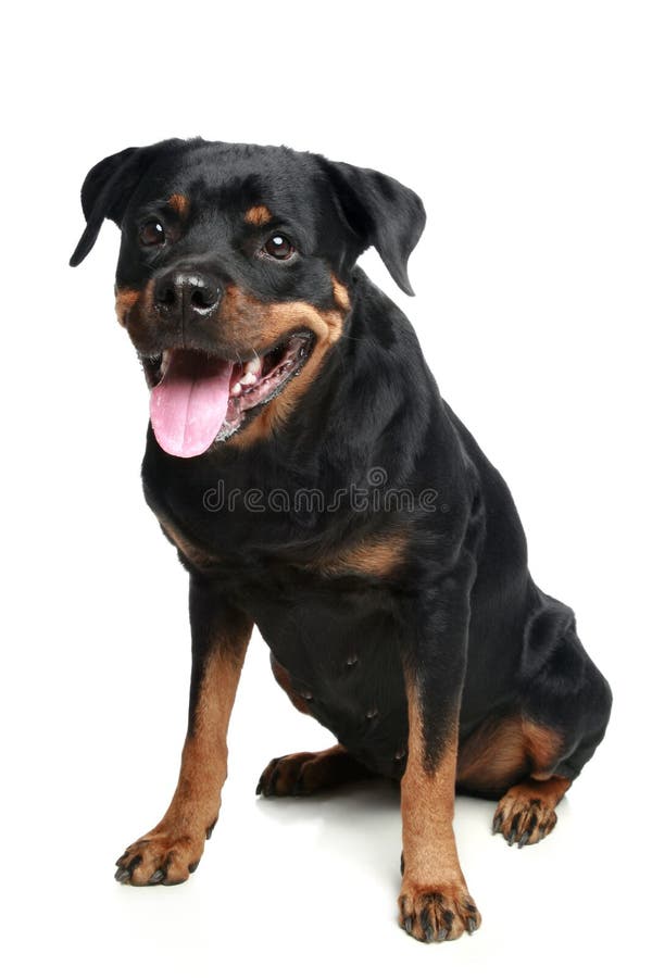 Rottweiler zdjęcie stock. Obraz złożonej z kieł, studio - 34622440