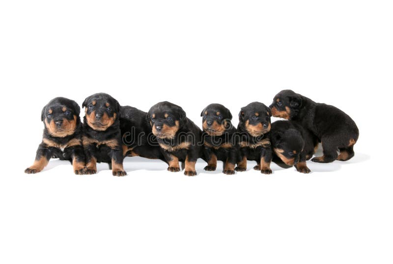 Baby Rottweiler stock photo. Image of wicker, outside - 1150680