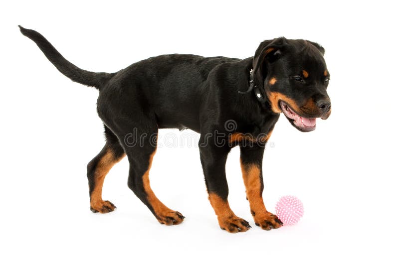 Rottweiler puppy stock photo. Image of brown, teeth, puppy - 12726172
