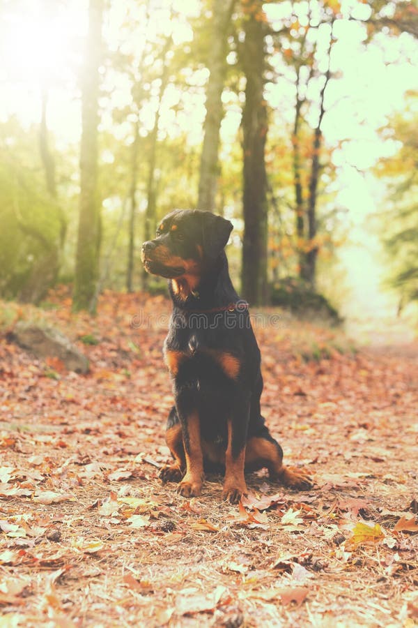 Rottweiler puppy stock photo. Image of autumn, fall, pretty - 83396788
