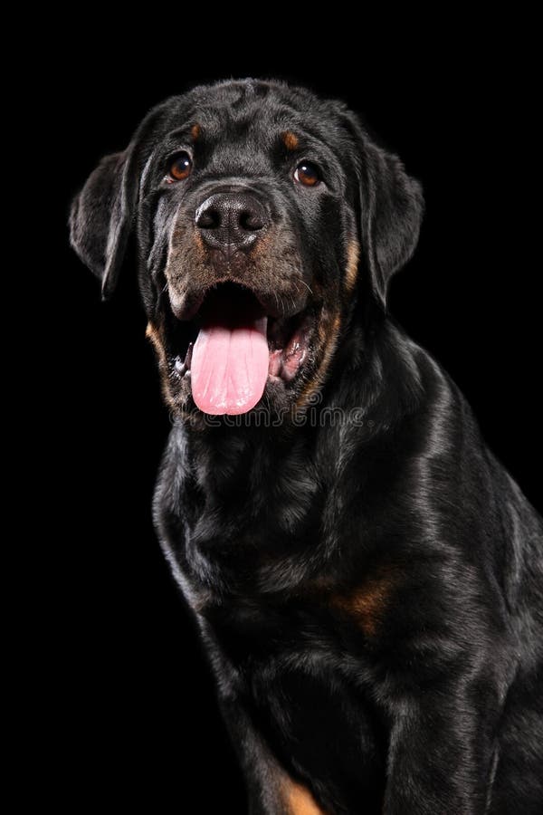 Rottweiler Puppy on Black Background Stock Image - Image of rottweiler ...