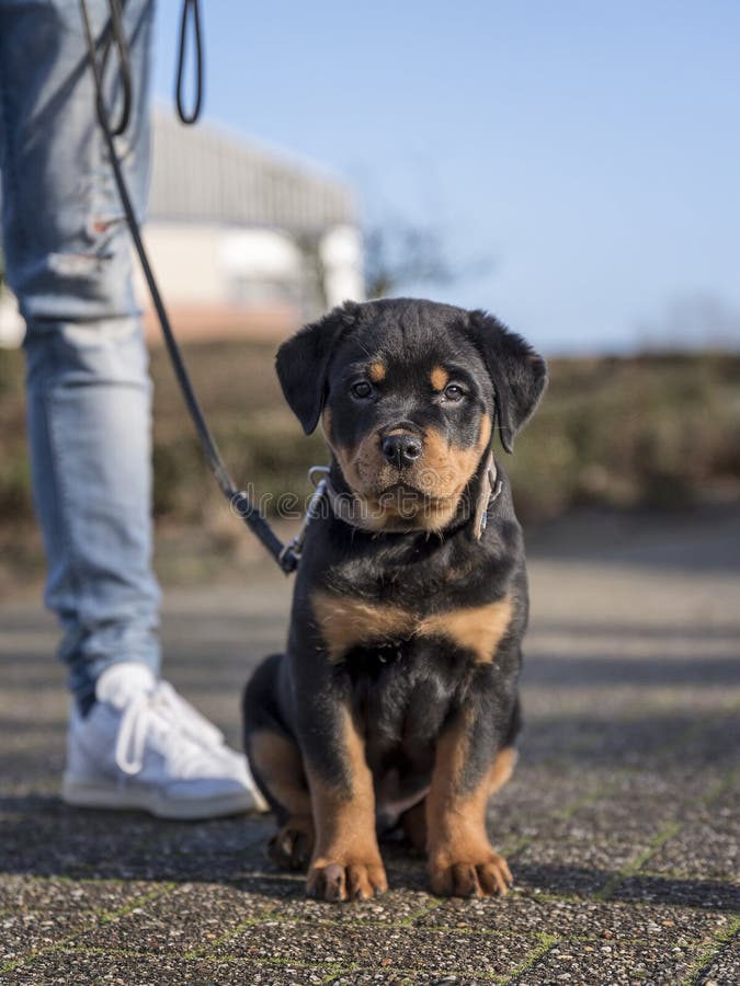 Gorgeous Little Rottweiler Puppy Sitting Down Stock Image - Image of ...