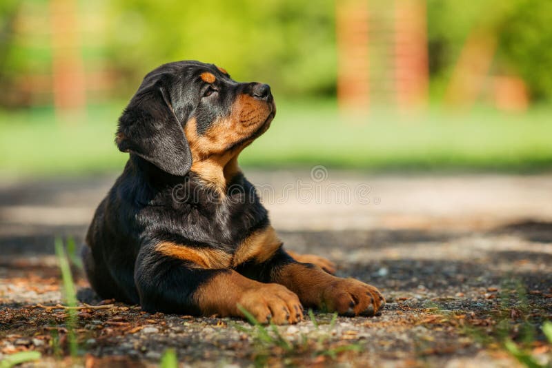 Rottweiler dog stock photo. Image of protect, guard, animal - 4770278
