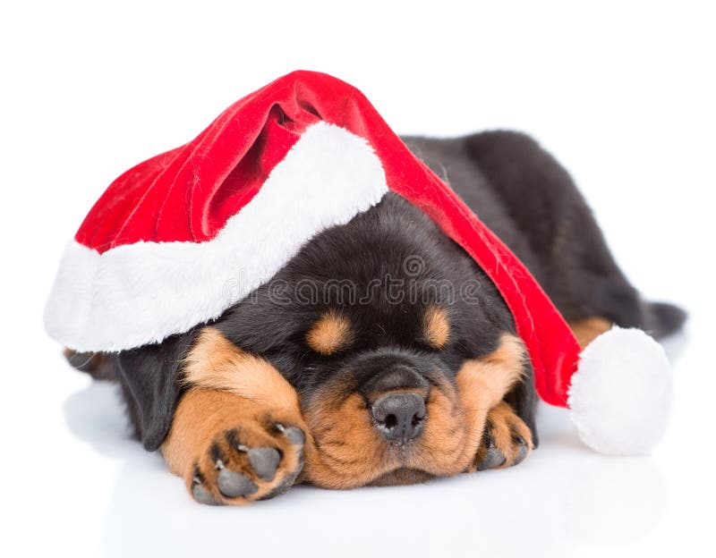 200 Christmas Rottweiler Stock Photos - Free & Royalty-Free Stock ...