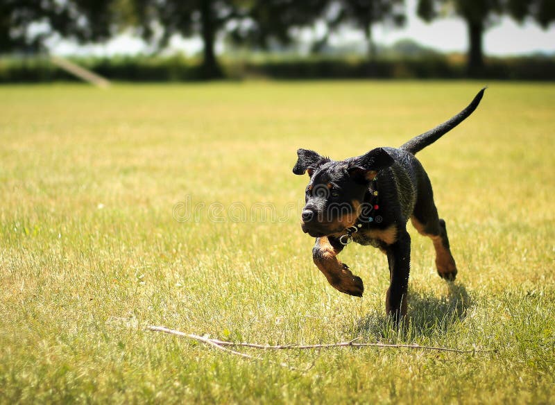 Rottweiler puppy small stock photo. Image of pedigree - 74610206