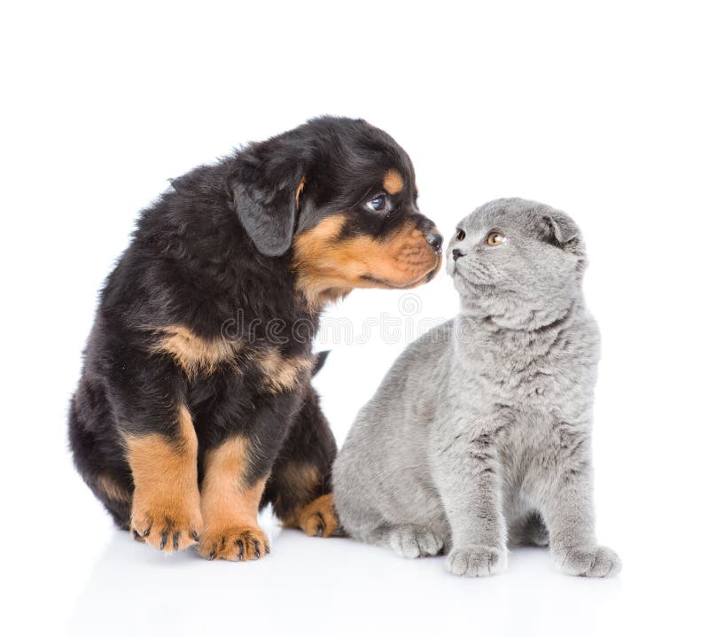 Rottweiler Puppy Sniffing Scottish Kitten. Isolated on White Stock ...