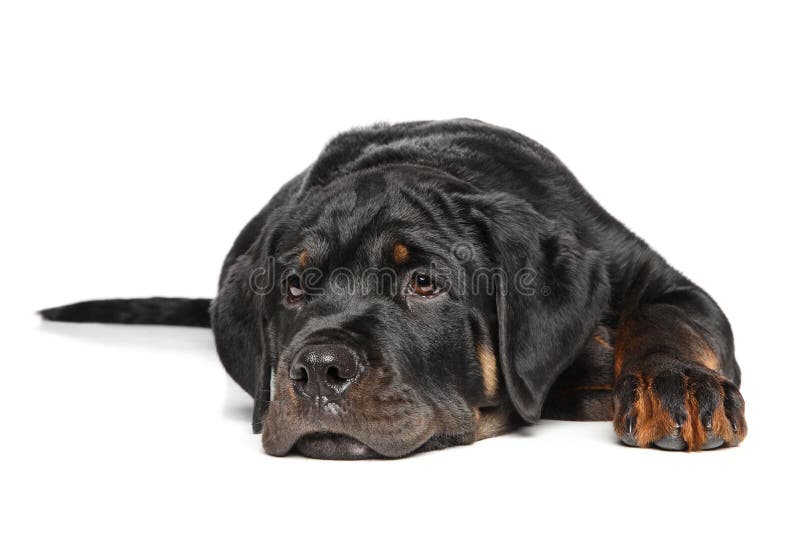 195 Sad Rottweiler White Background Stock Photos - Free & Royalty-Free ...