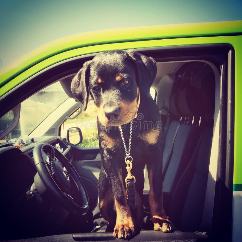 Rottweiler dog with car stock image. Image of guard, security - 4717997