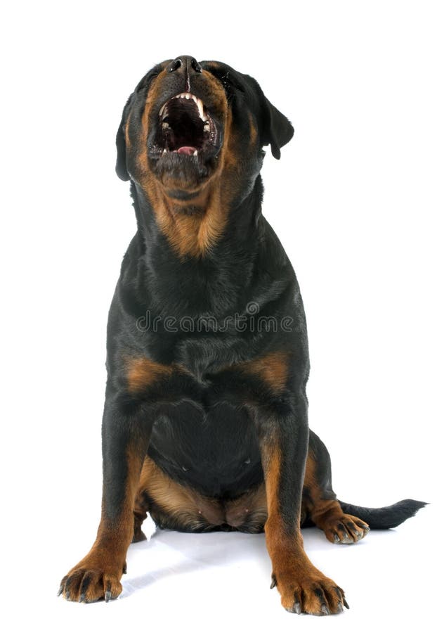 636 Angry Rottweiler Stock Photos - Free & Royalty-Free Stock Photos ...