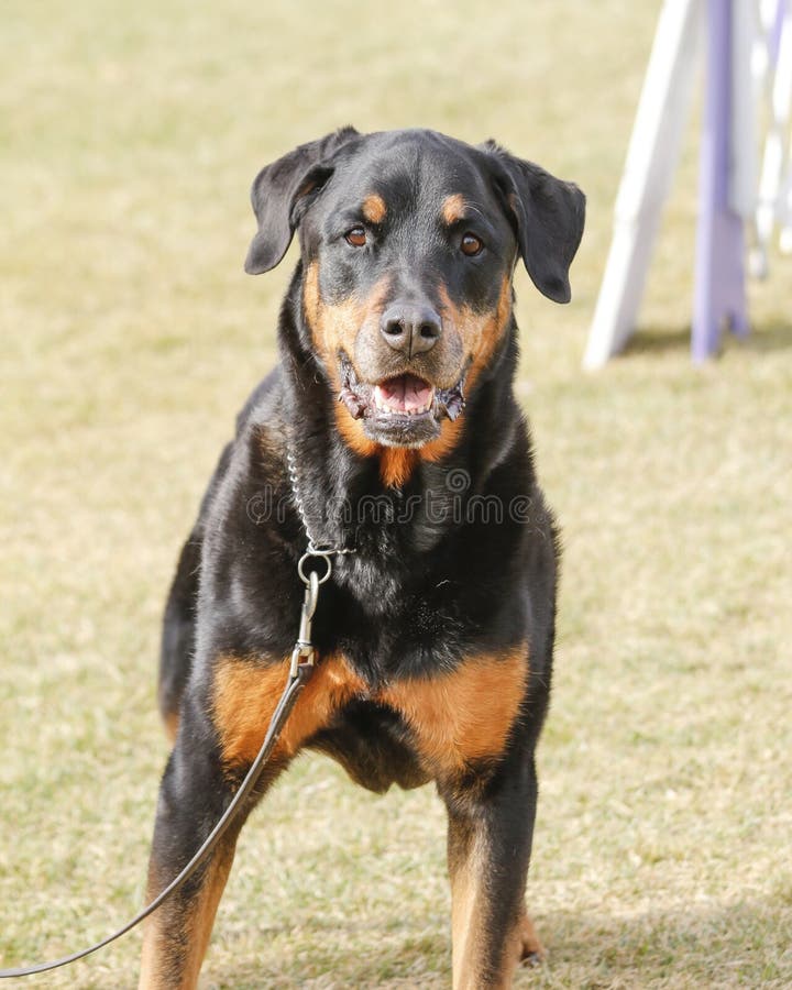 Lado Que Se Sienta Del Perro Emocionado De Rottweiler Foto de archivo ...