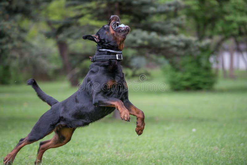 Rottweiler Running on the Grass Stock Photo - Image of companion ...
