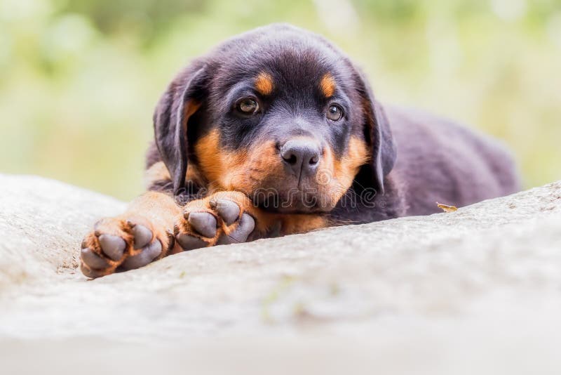 Rottweiler Sad Puppy Resting Stock Photo - Image of portrait, friendly ...