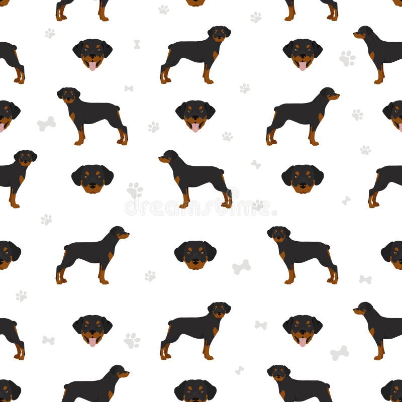 Rottweiler Seamless Pattern. Different Poses, Coat Colors Set Stock ...